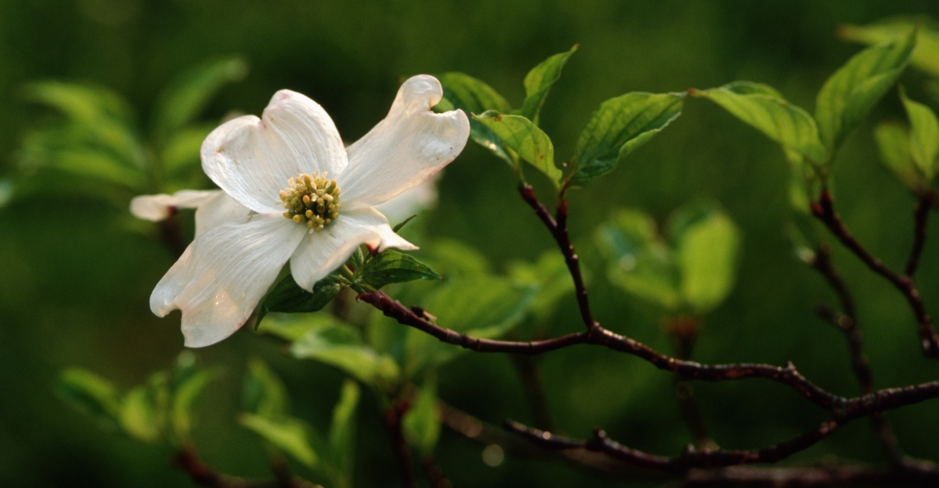 Dogwood bloom North Carolina Pictures North Carolina HISTORY Dogwood bloom North Carolina Pictures North Carolina HISTORY