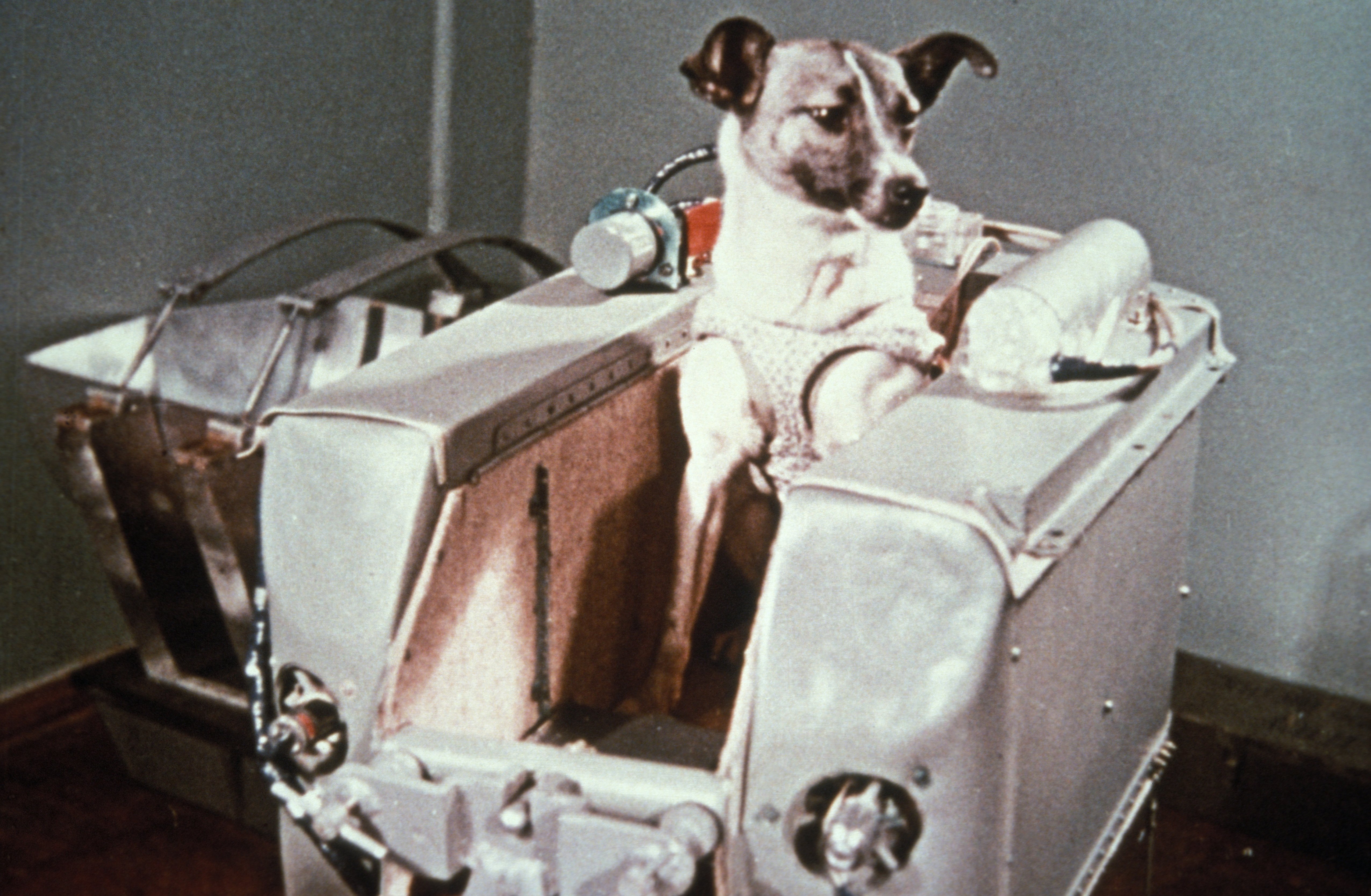 5 Animals That Helped Change History History Lists