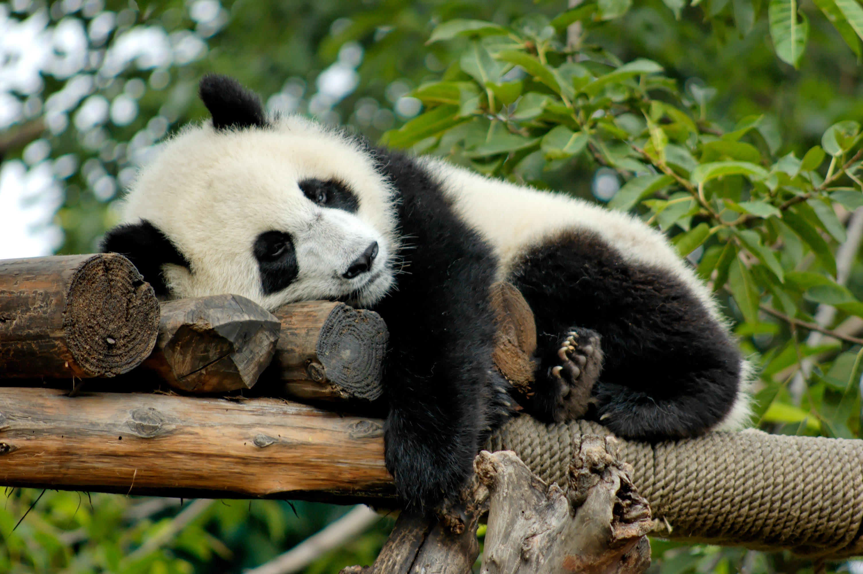Panda Diplomacy The World s Cutest Ambassadors History In The Headlines