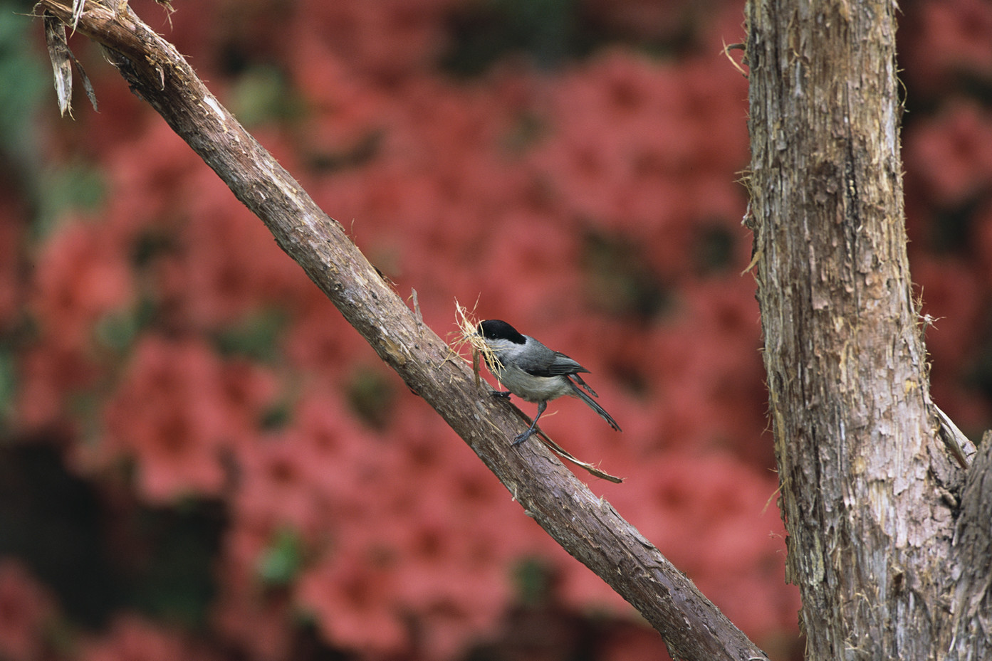 Massachusetts Pictures - Massachusetts - HISTORY.com