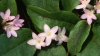 pink-trailing-arbutus - Massachusetts Pictures - Massachusetts ...