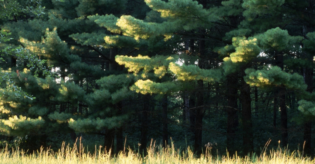 apple-blossom - Michigan Pictures - Michigan - HISTORY.com