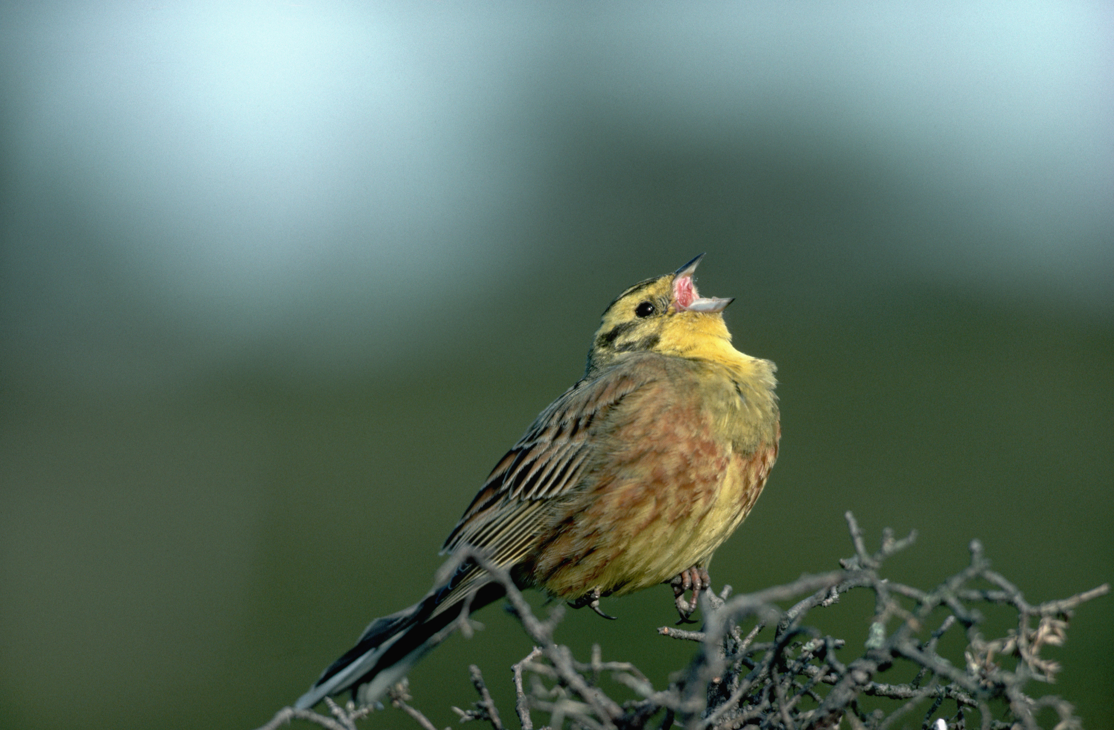 Images Of Birds In Alabama