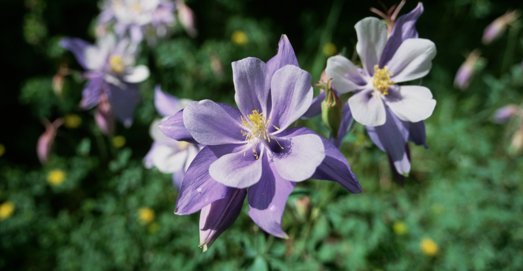 blue-columbine-blossoms - Colorado Pictures - Colorado - HISTORY.com