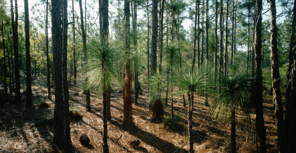 Grove of long needle pine trees North Carolina Pictures North grove-of-long-needle-pine-trees-north-carolina-pictures-north