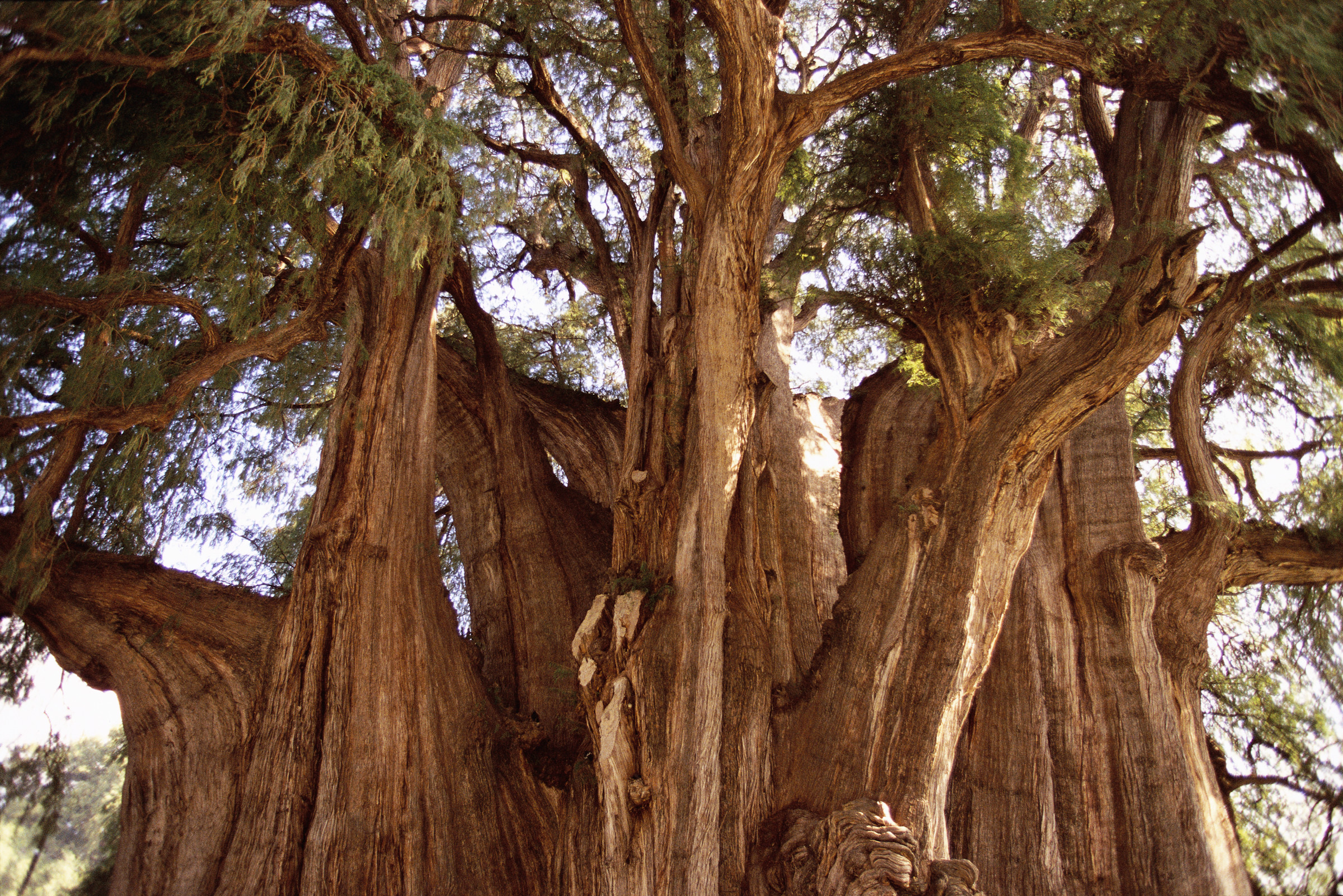 montezuma-baldcypress-tree-in-oaxaca - Oaxaca Pictures - Oaxaca ...